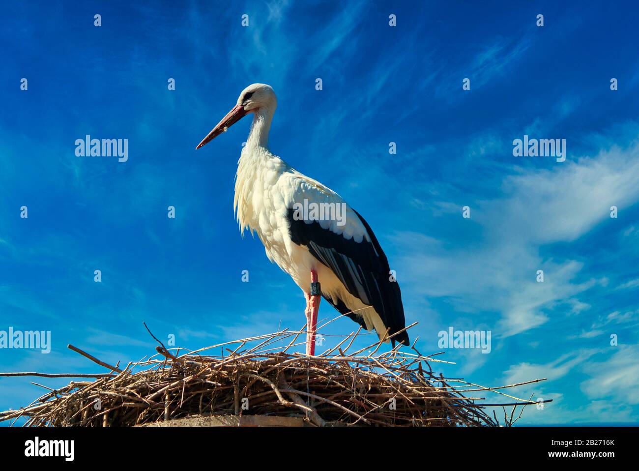 white stork in front of blue sky on nest Stock Photo - Alamy