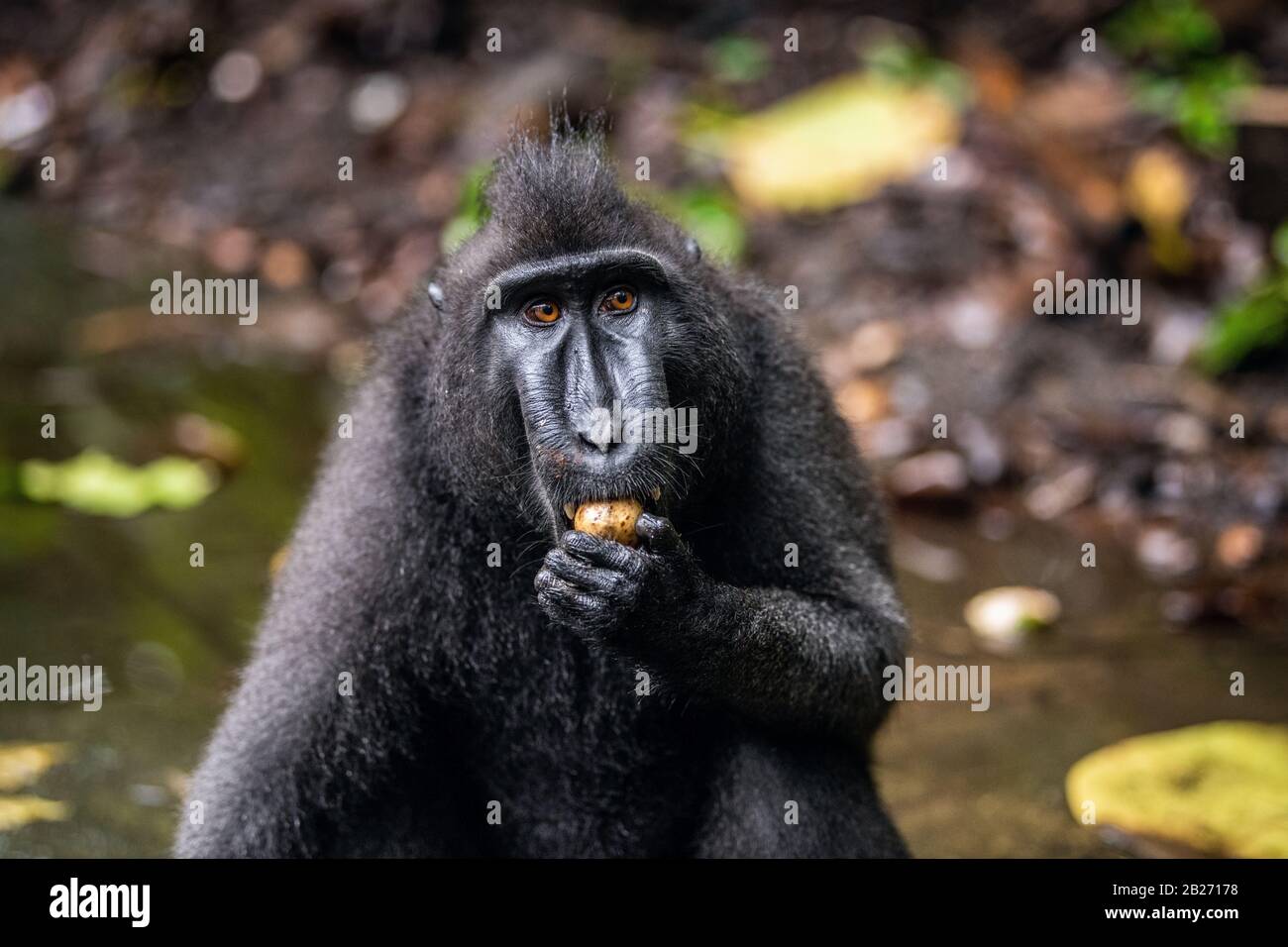 Celebes crested macaque eating fruit. Front view, Close up portrait ...