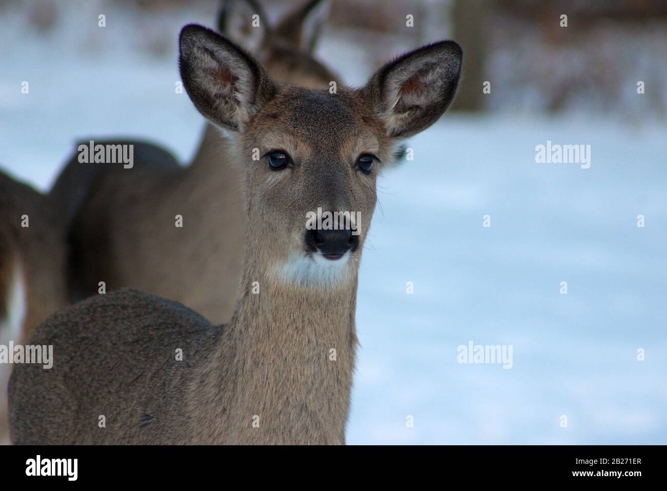 A Young Doe Looking Pensive Stock Photo - Alamy