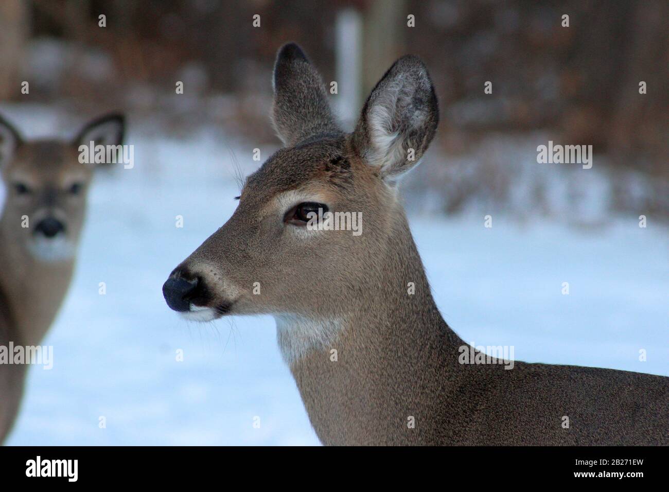 Whitetail deer side view hi-res stock photography and images - Alamy
