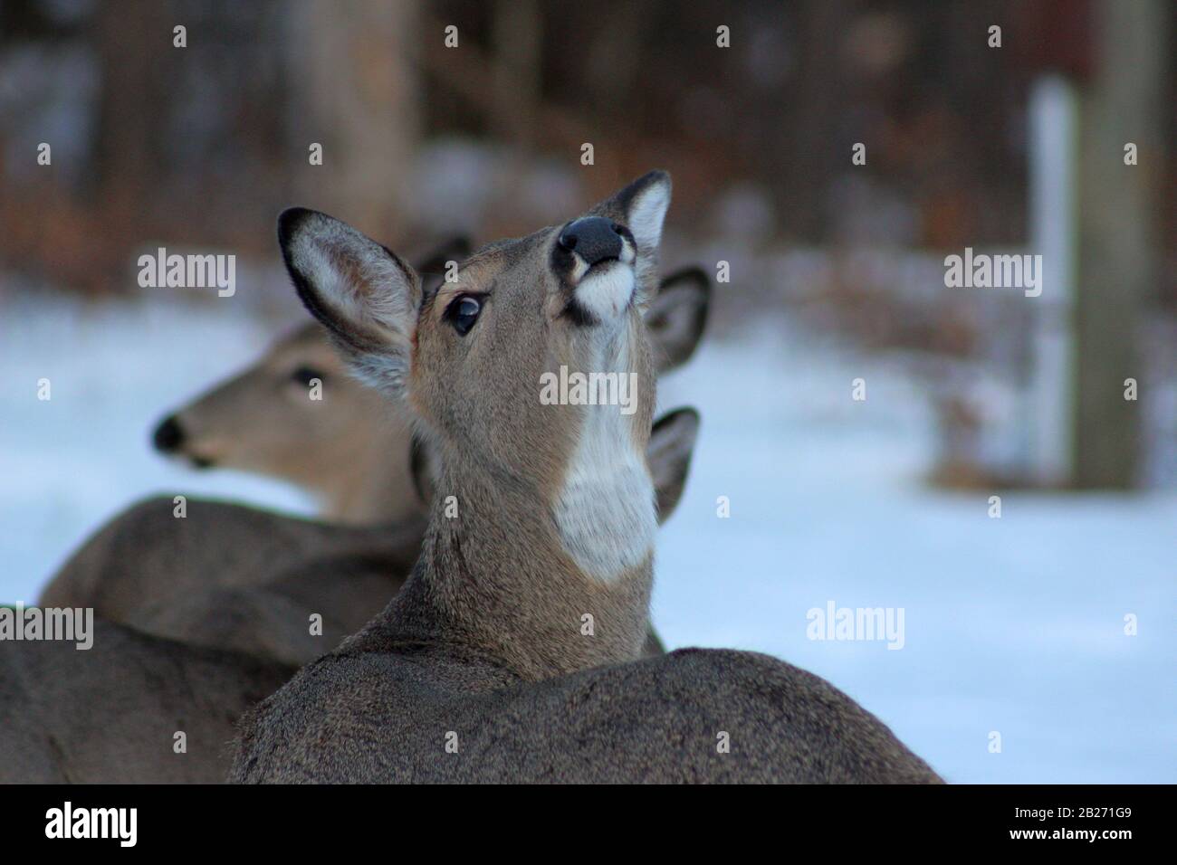 A Deer Smelling The Air Stock Photo - Alamy