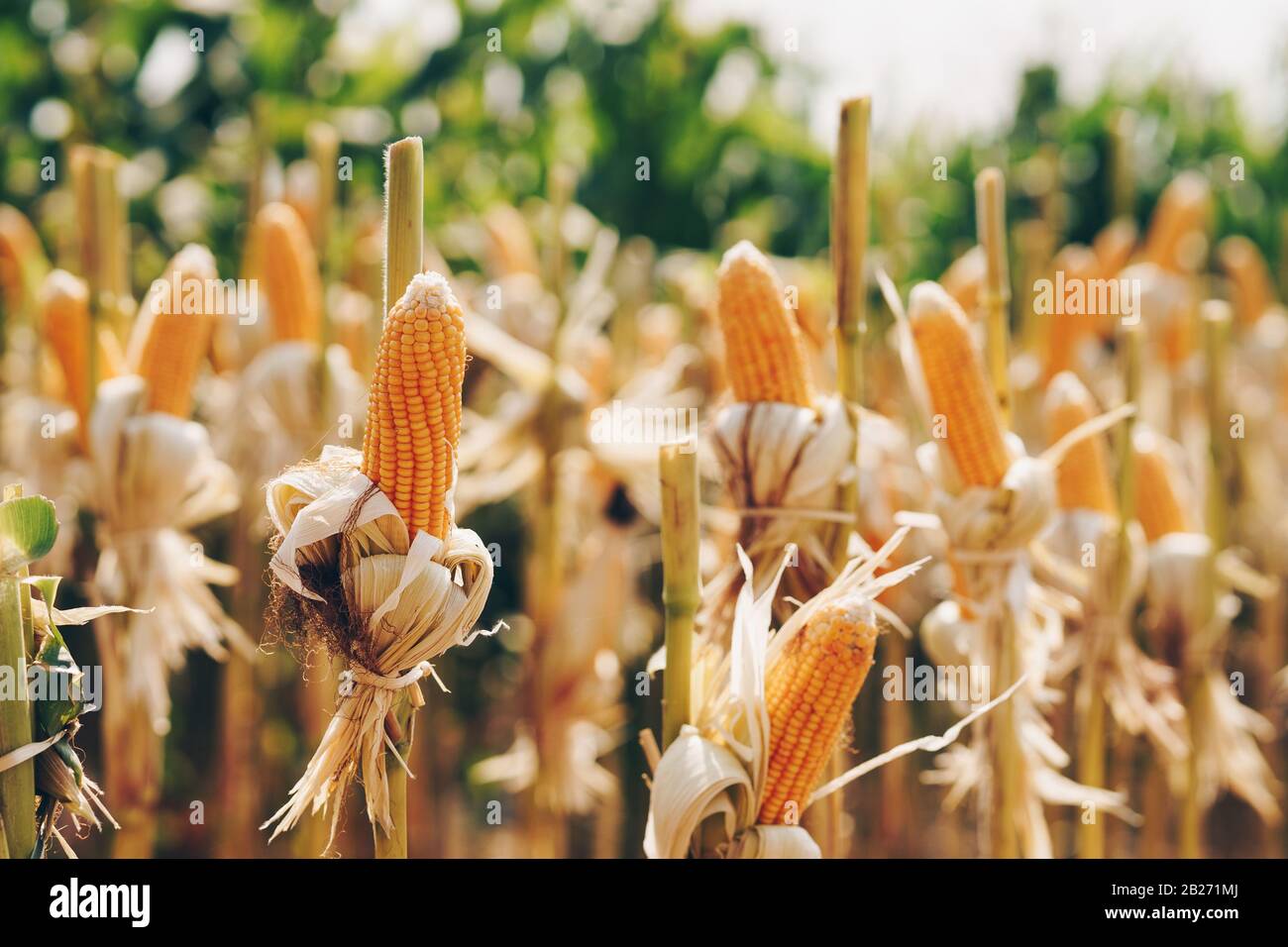 Maize plant corn cob hi-res stock photography and images - Alamy