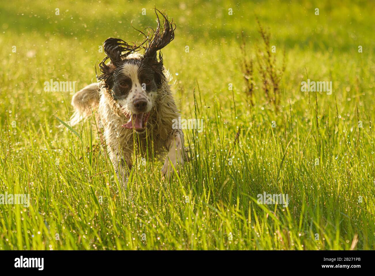 English springer spaniel running through wet lush grass backlit by ...