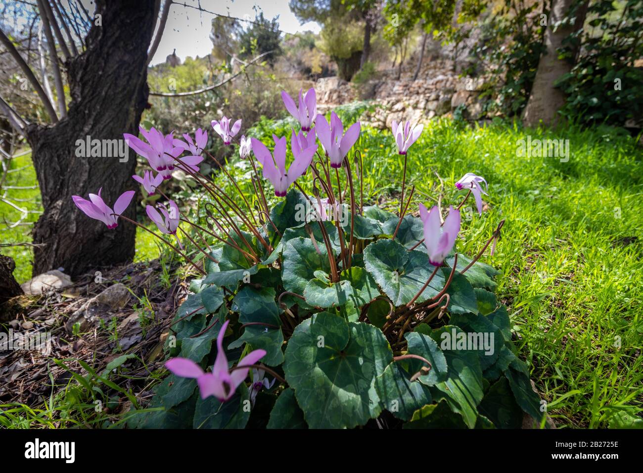 Pink cyclamen flowers, low-angle close-up photo, in early spring mass ...