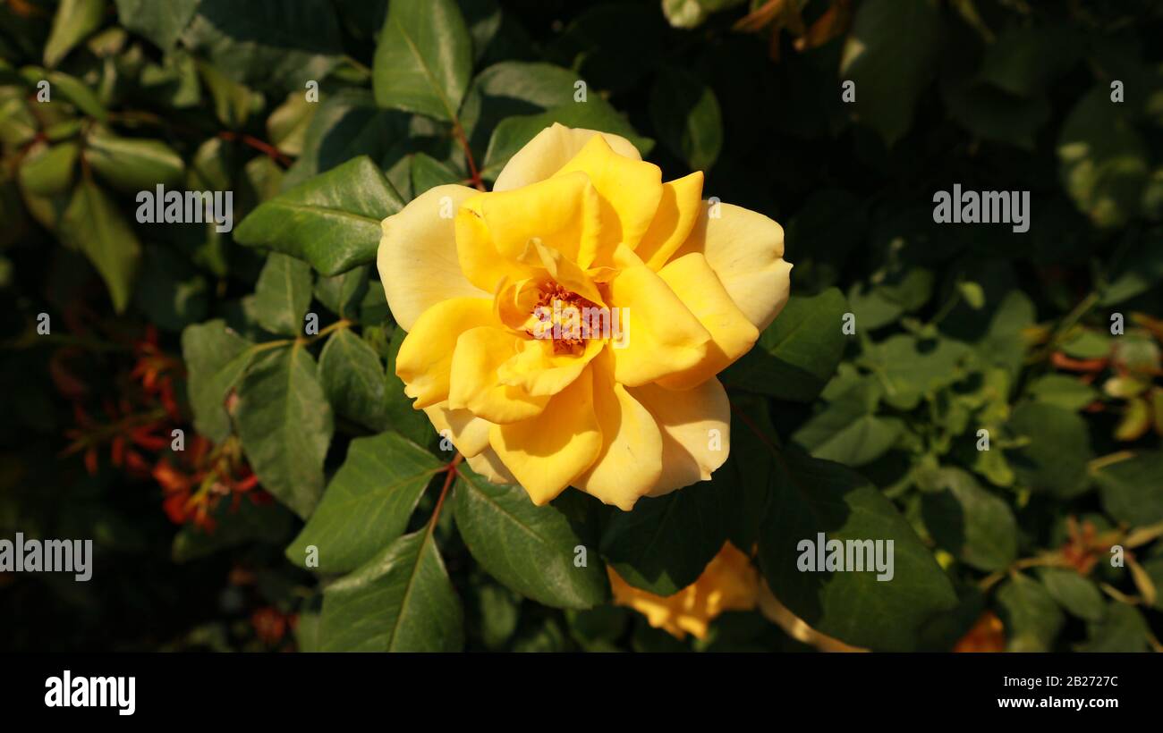 Rose With Thorns High Resolution Stock Photography and Images - Alamy