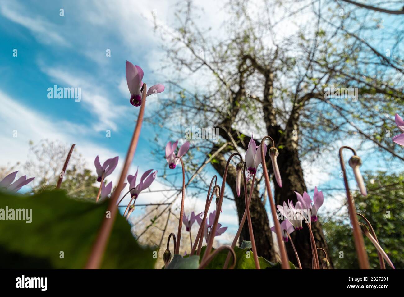 Pink cyclamen flowers, low-angle close-up photo, in early spring mass ...