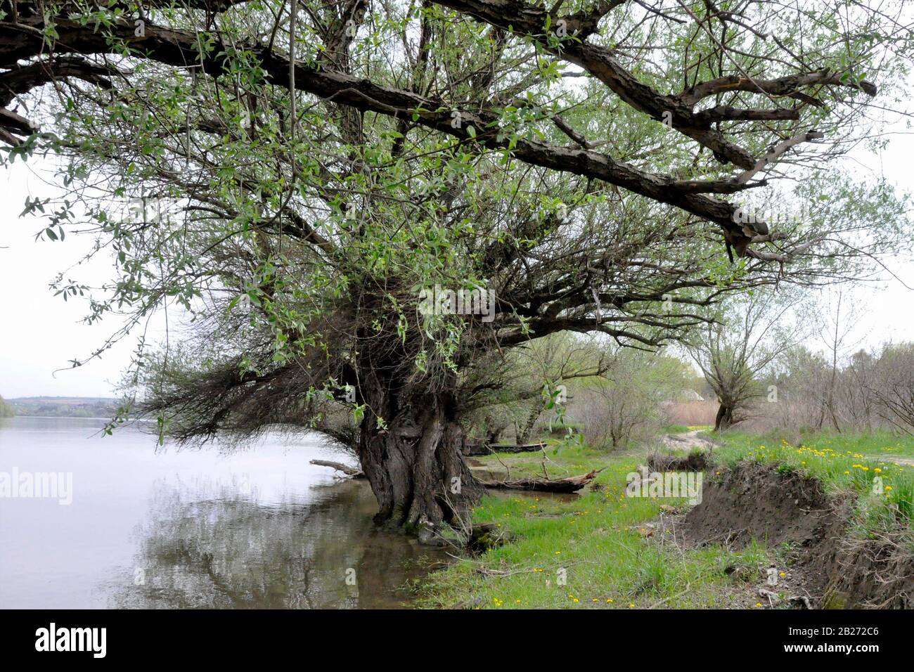 old willow tree growing by the river Stock Photo - Alamy