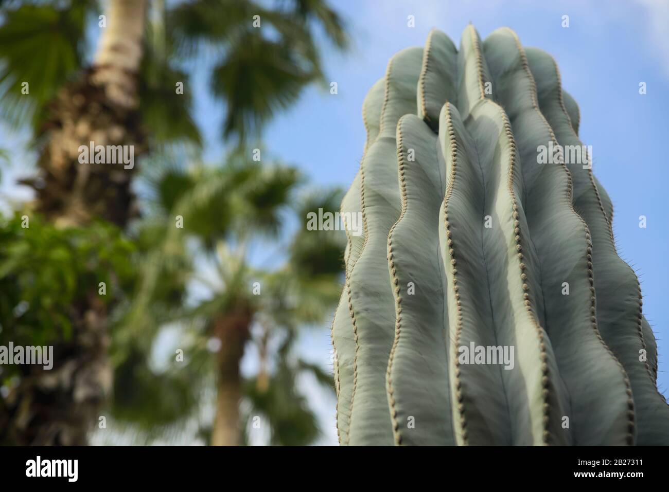 Volumetric and relief cactus against the landscape background Stock ...
