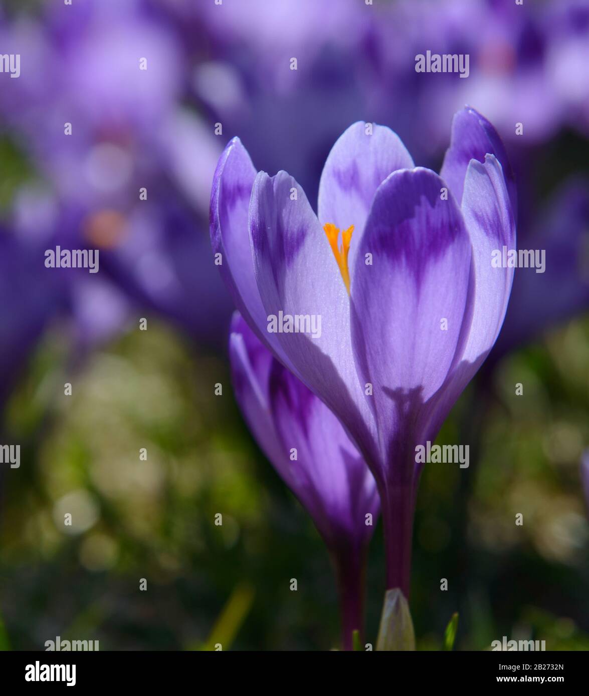 Lush crocuses bloom. One nearest flower in sharpness Stock Photo - Alamy