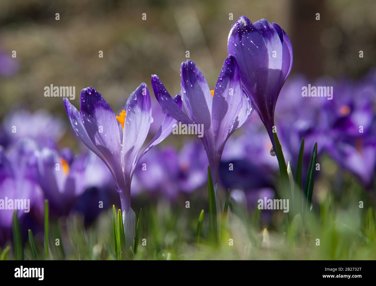 Lush crocuses bloom. Three nearest flower in sharpness. In some places ...