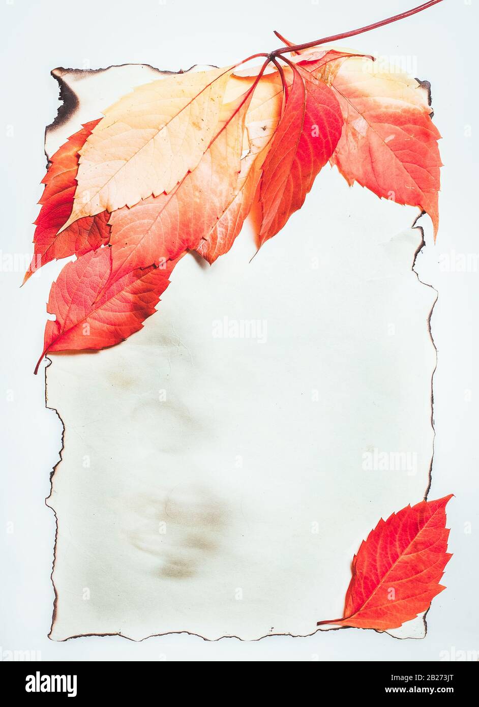 autumn leaves background with space for text Stock Photo - Alamy