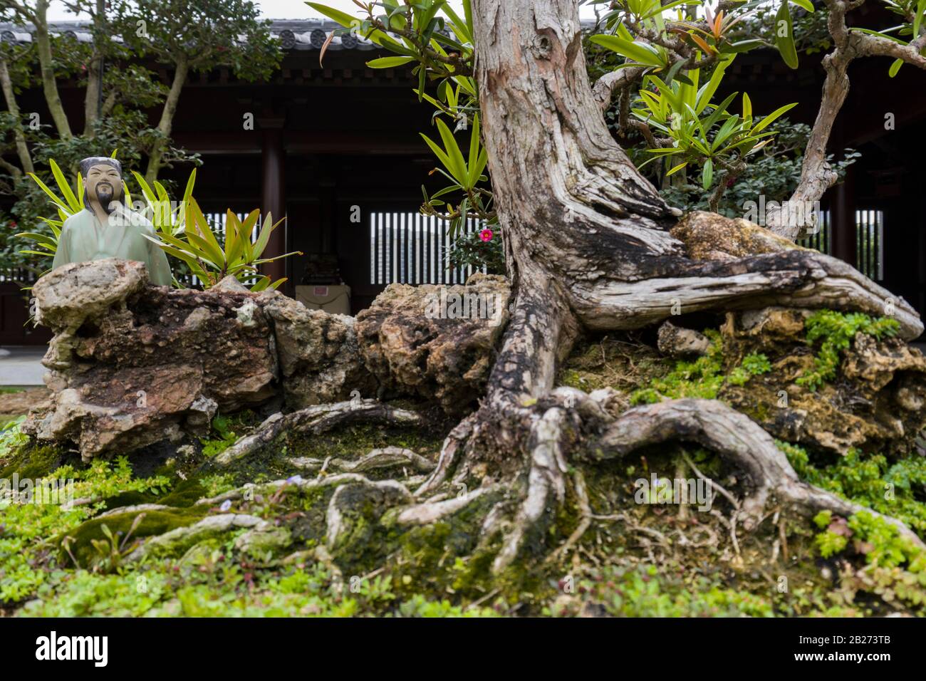 Hong Kong - January 18 2020 : Close Up of Miniature Tree, Bonsai with ...