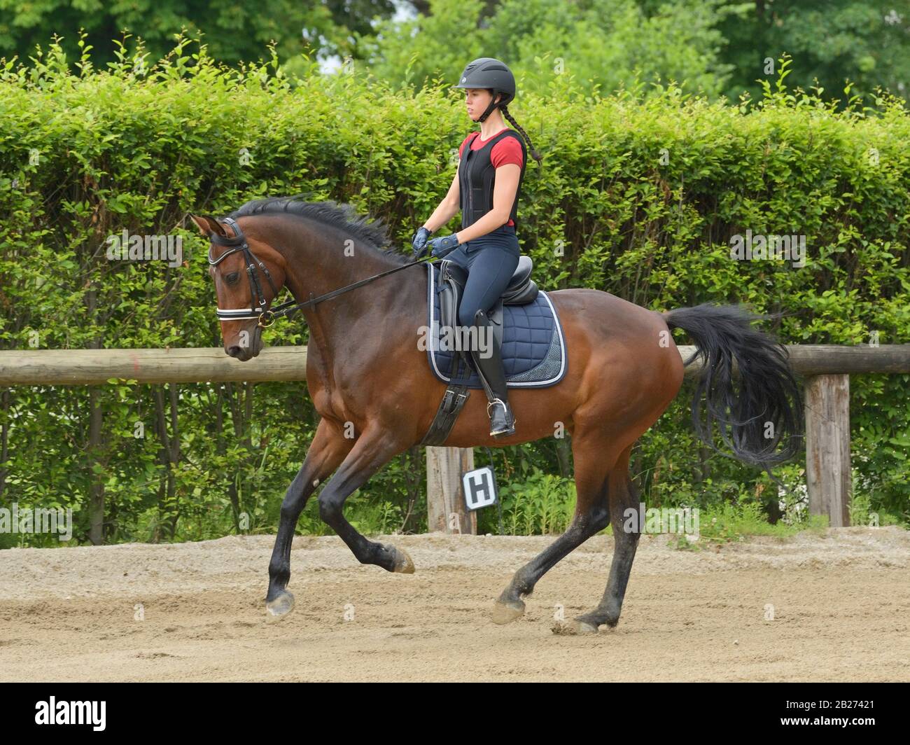 Dressage Horse Cantering