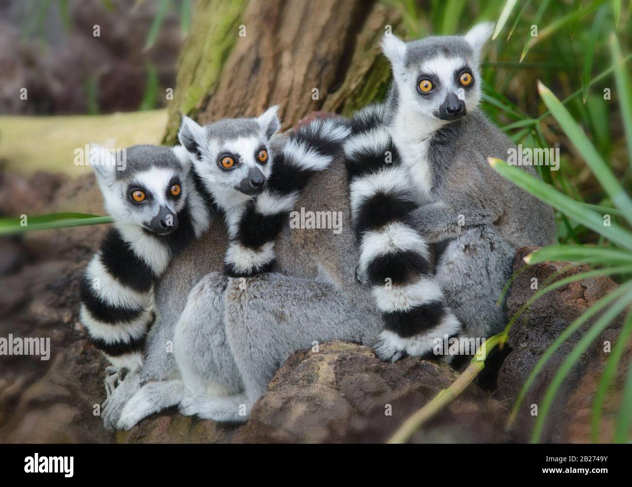 Three lemurs snuggled together to make it warmer. Striped tails and ...