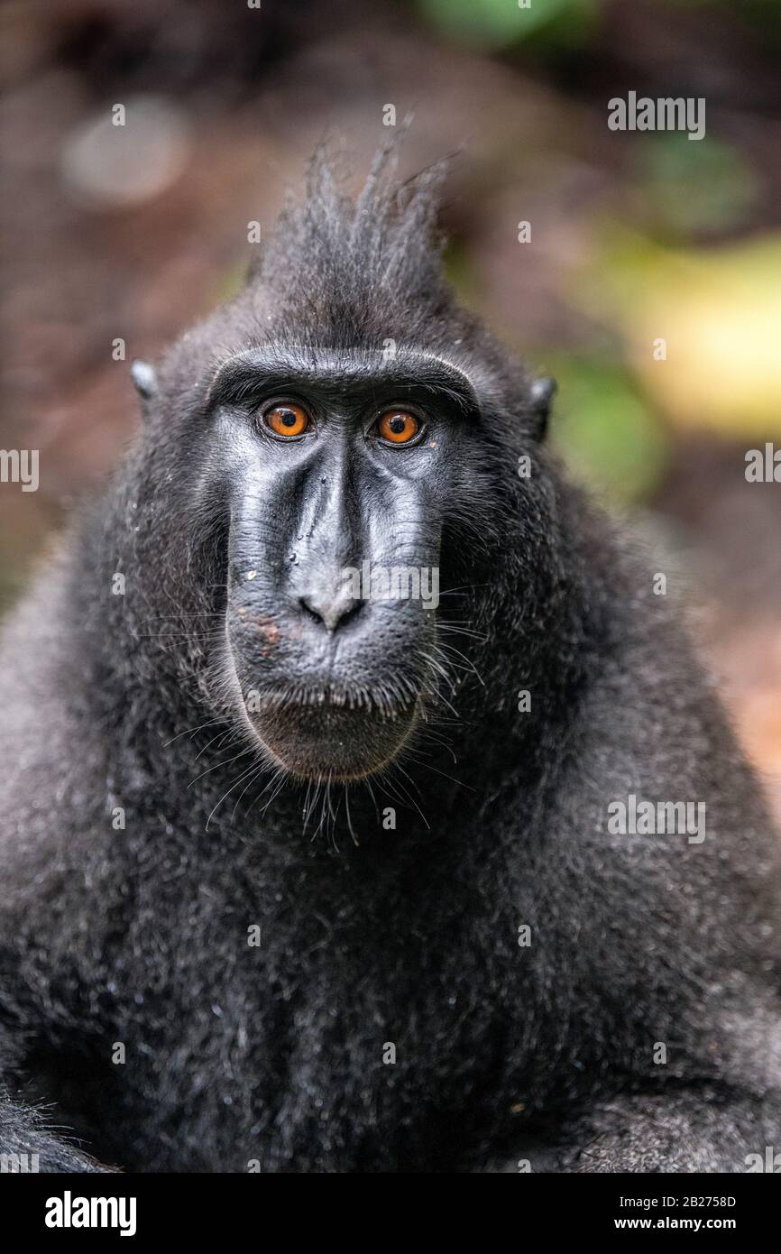 Celebes crested macaque. Front view, Close up portrait . Crested black ...