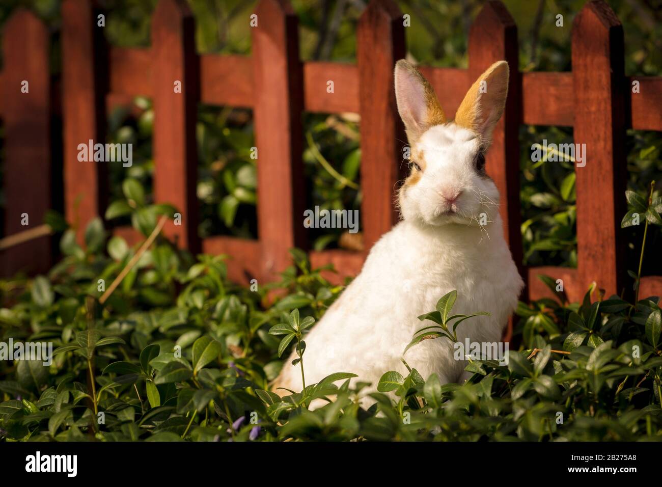 Cute rabbit hi-res stock photography and images - Alamy