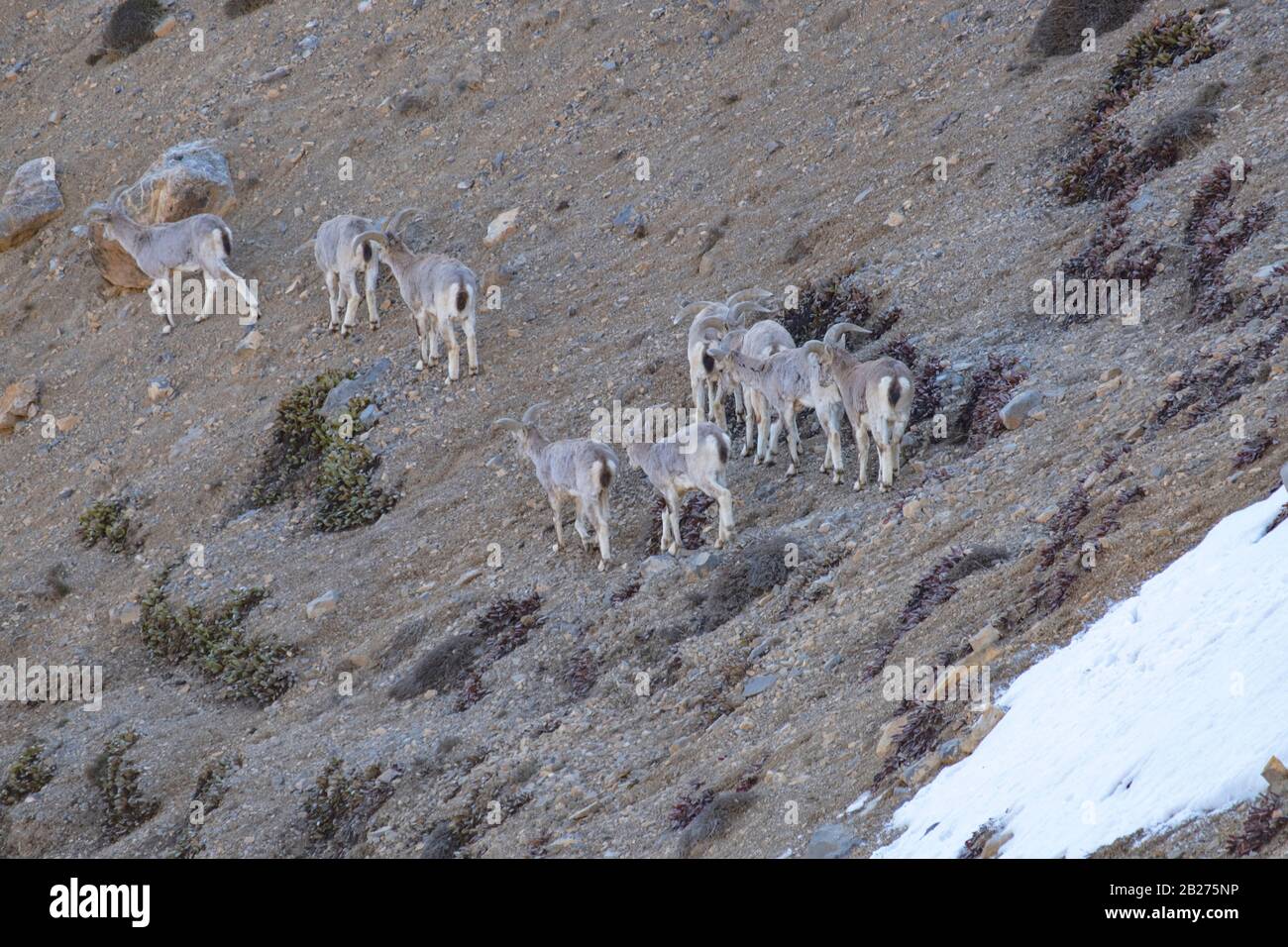 Bharal or Himalayan blue sheep close to Mane lake, Spiti Valley Stock ...