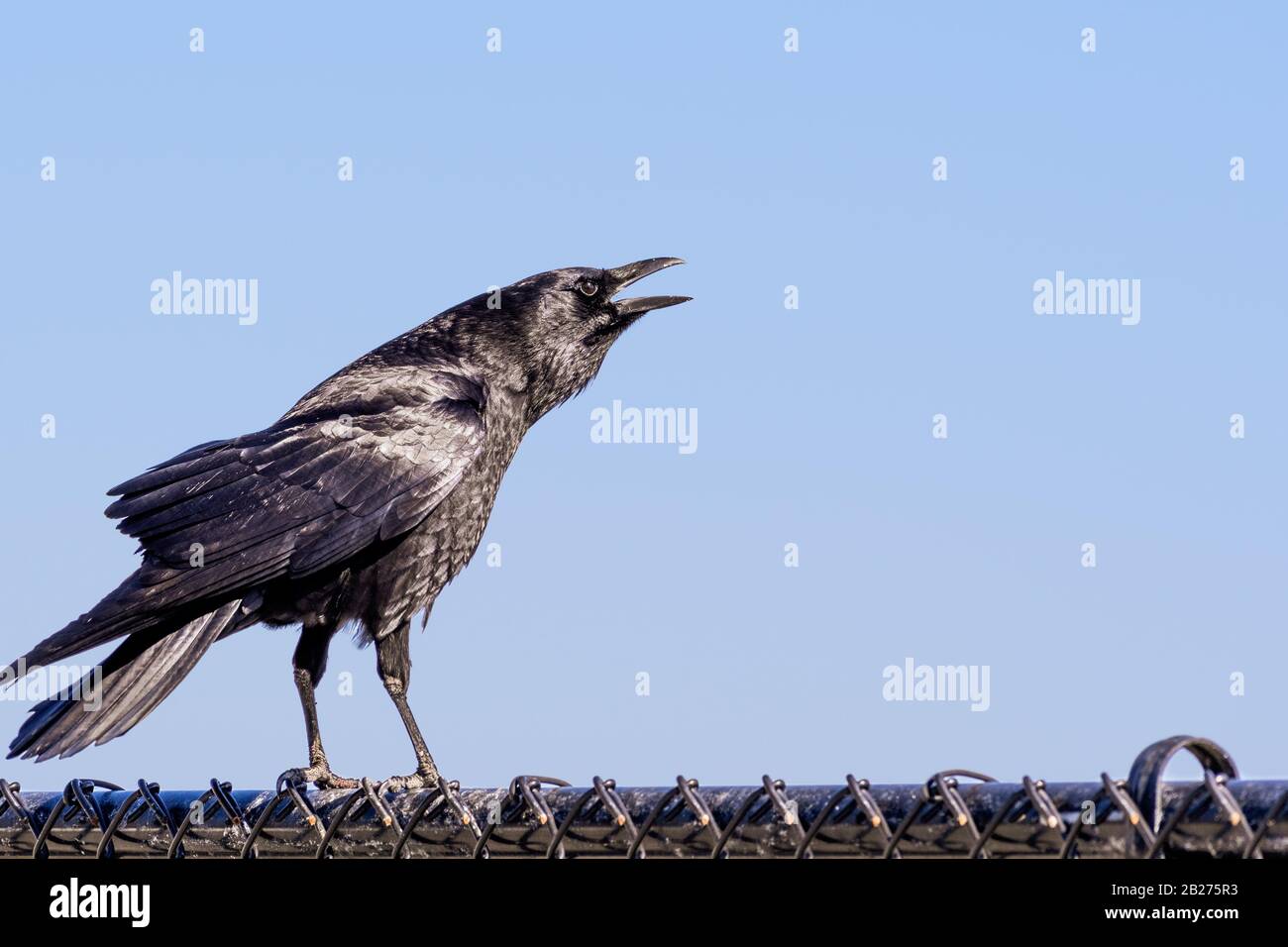 American crow vocalizing while standing on a fence; blue sky background ...