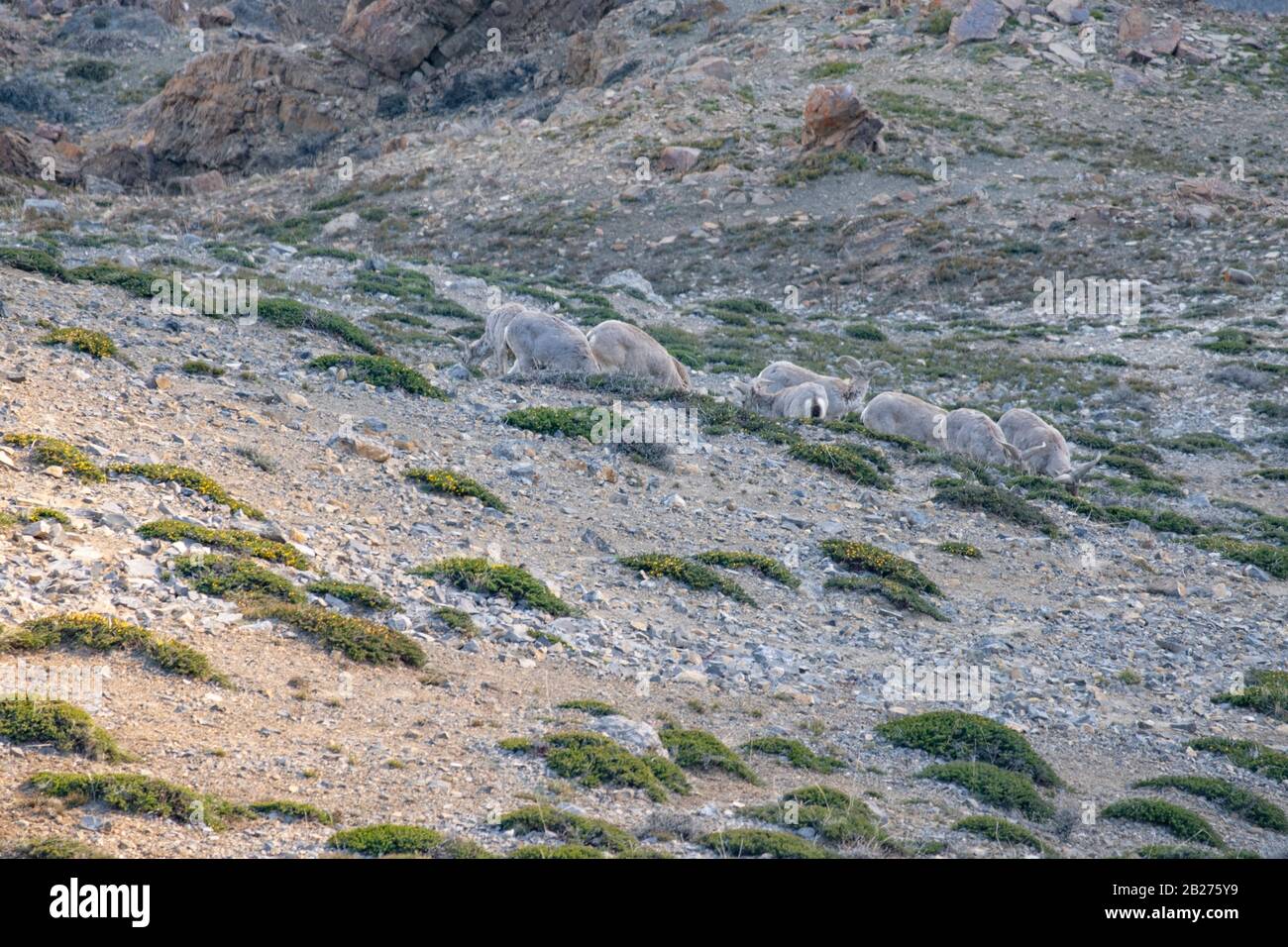 Bharal or Himalayan blue sheep close to Mane lake, Spiti Valley Stock ...
