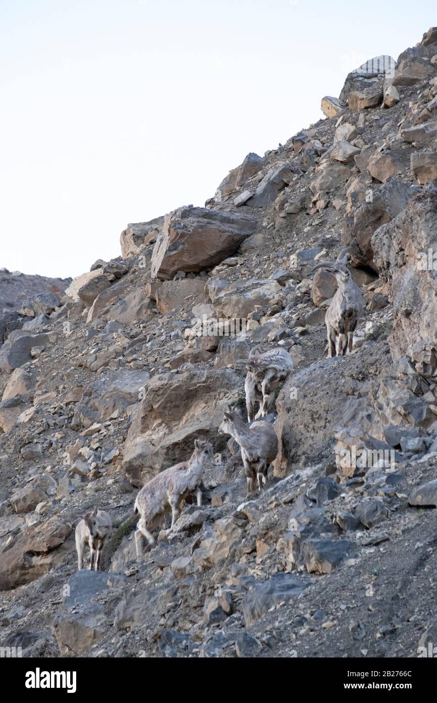 Bharal or Himalayan blue sheep close to Mane lake, Spiti Valley Stock ...