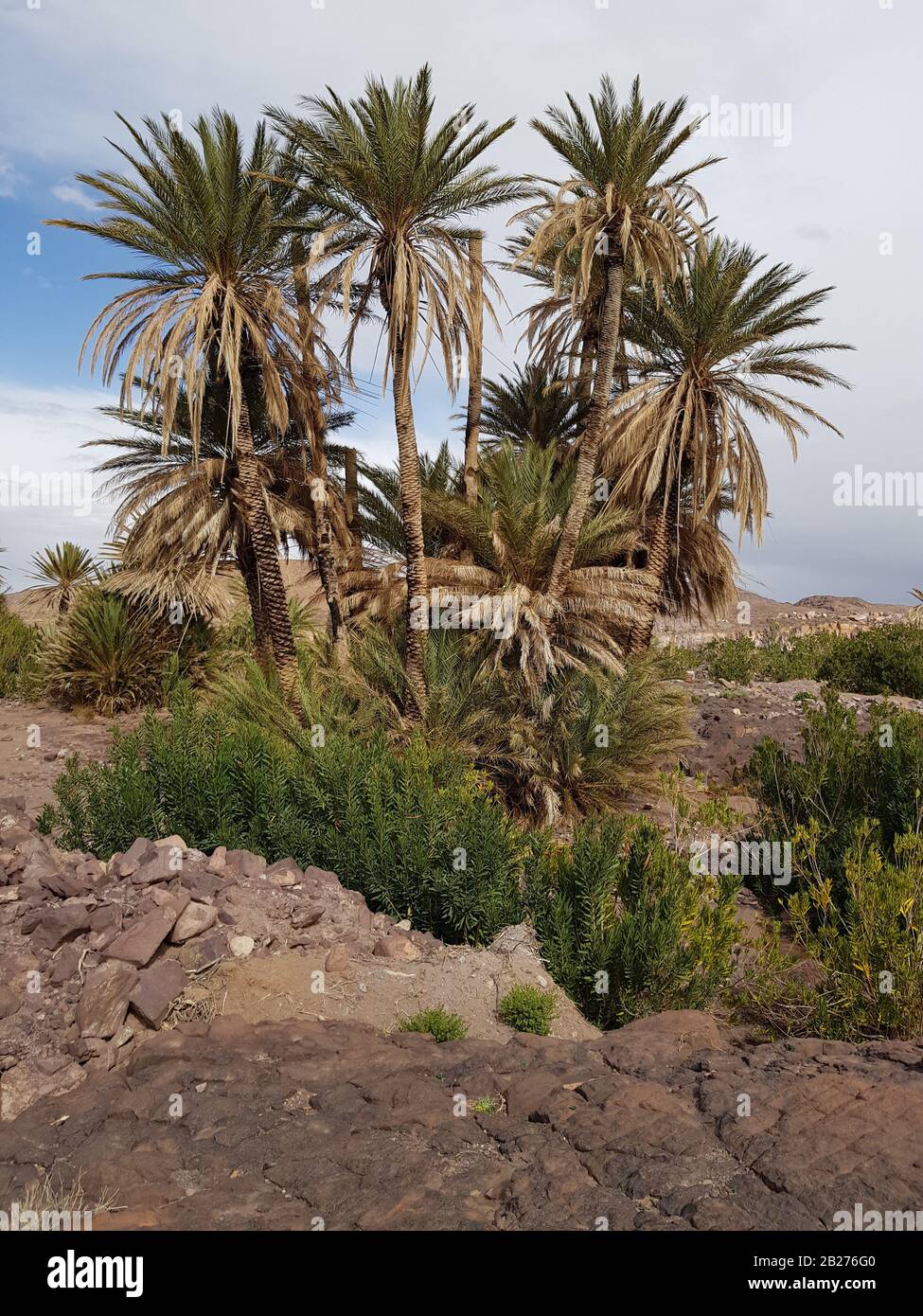 Palm trees in an oasis Stock Photo - Alamy