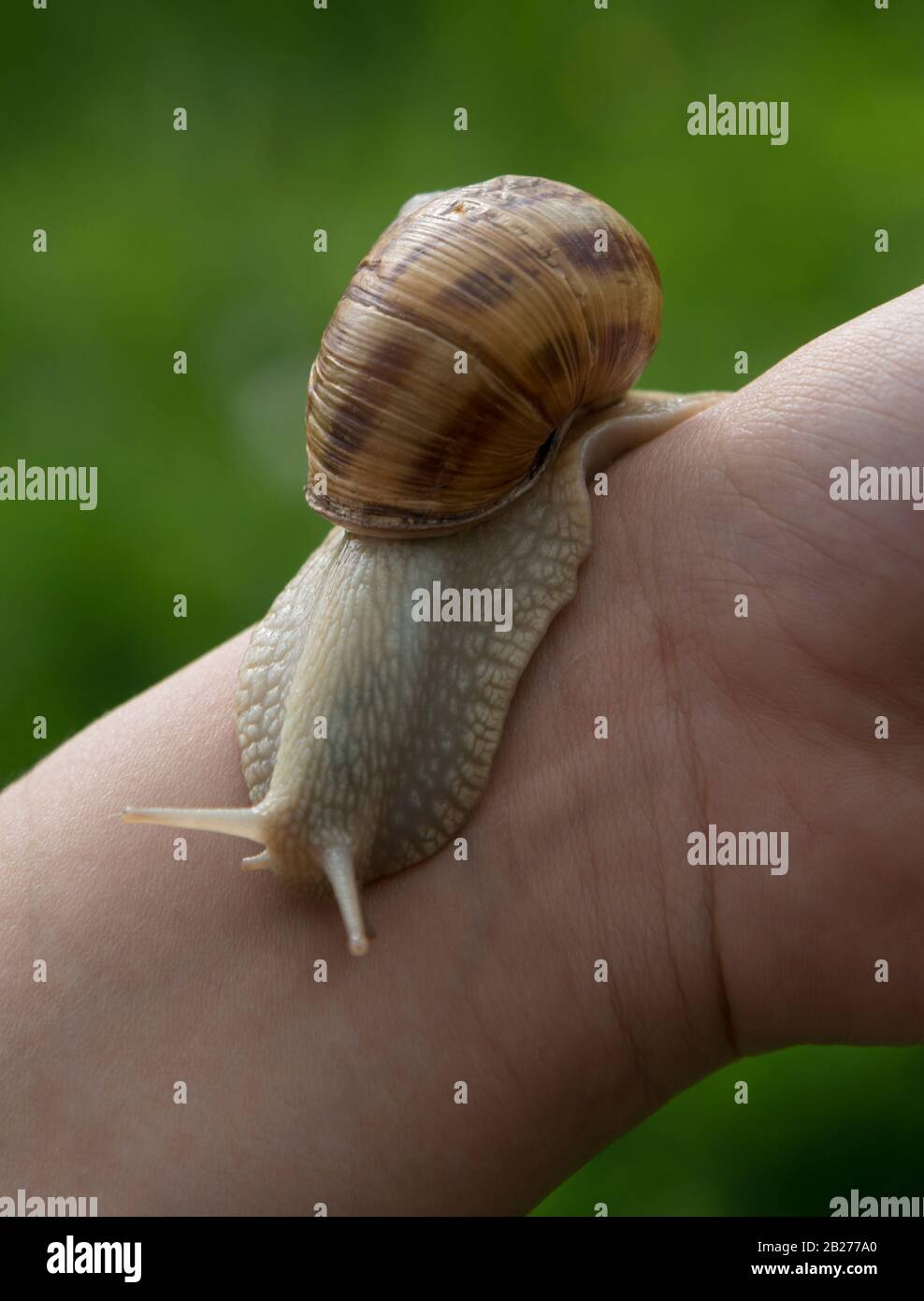 Big snail crawling on arm of a girl. The plot on the topic: "People and ...