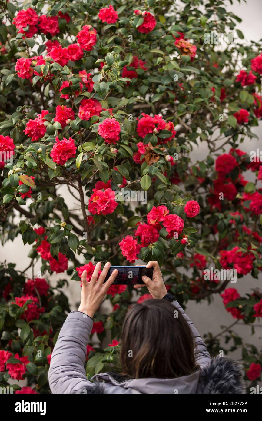 Middlemist red camellia store