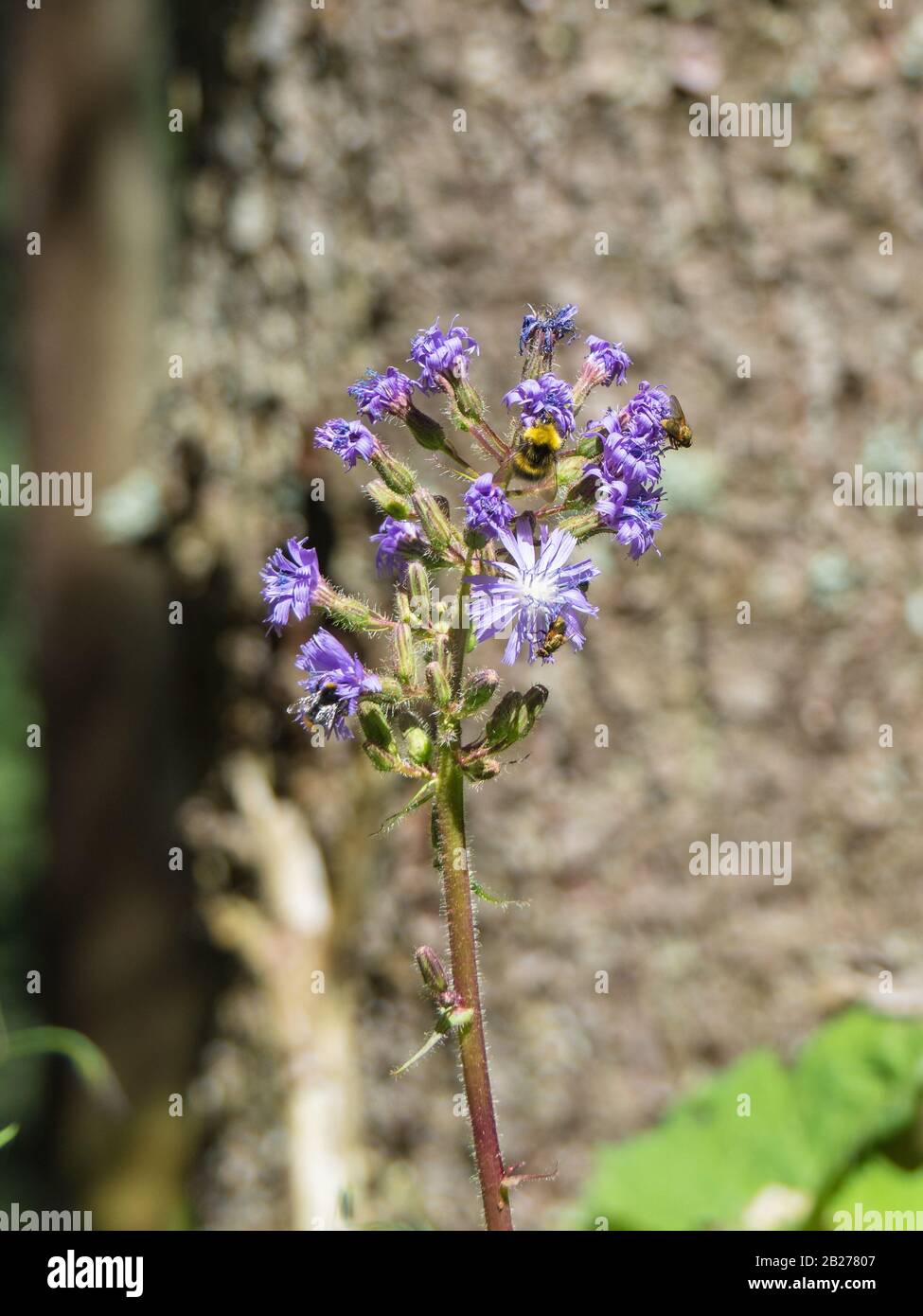 Nectar and insects hi-res stock photography and images - Alamy