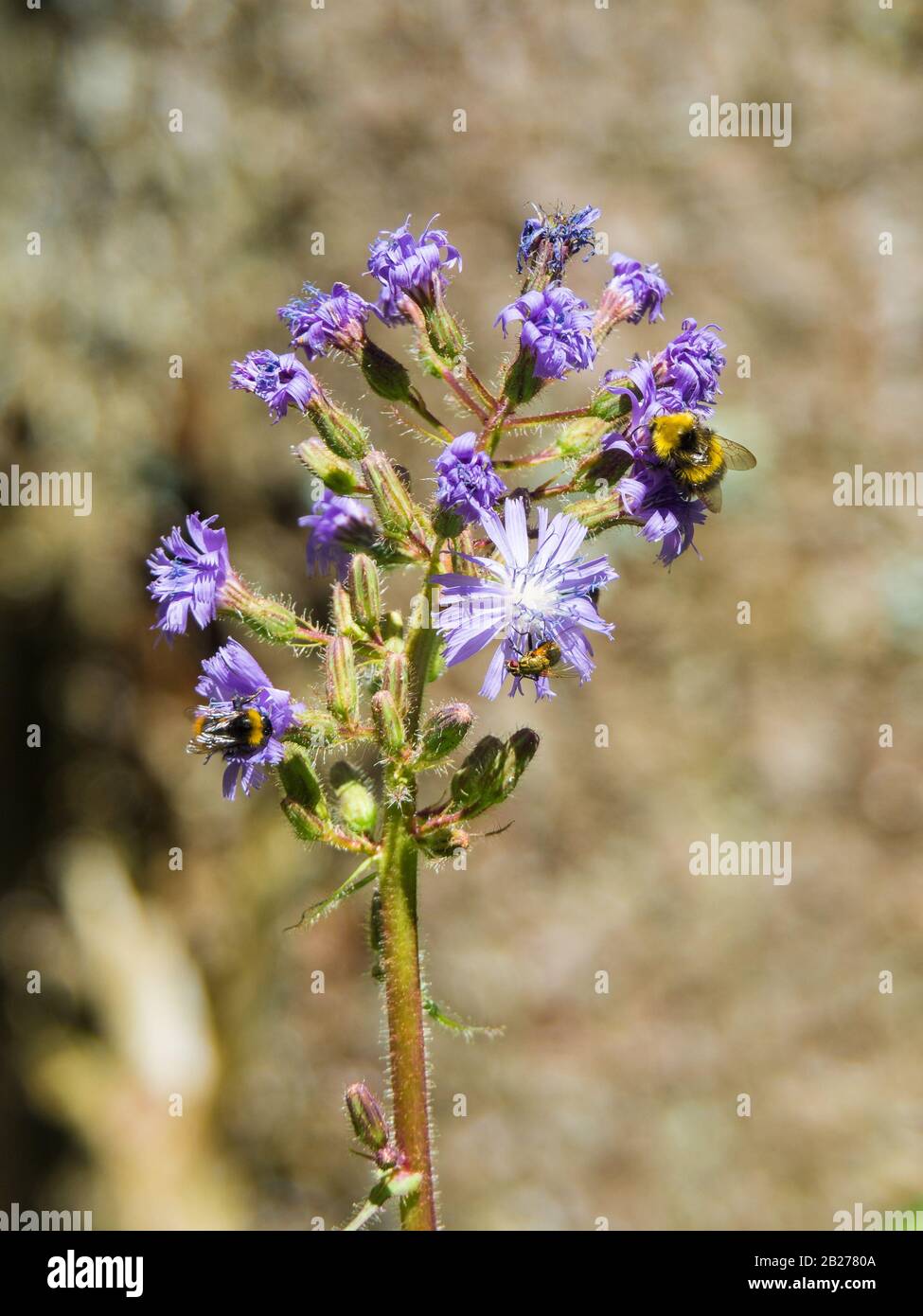 Nectar and insects hi-res stock photography and images - Alamy