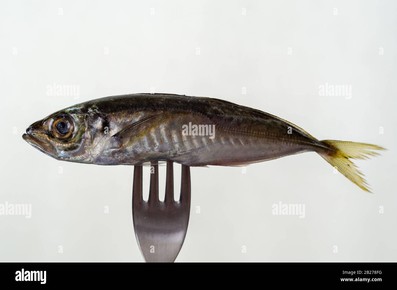 Fresh fish isolated on white background Stock Photo - Alamy