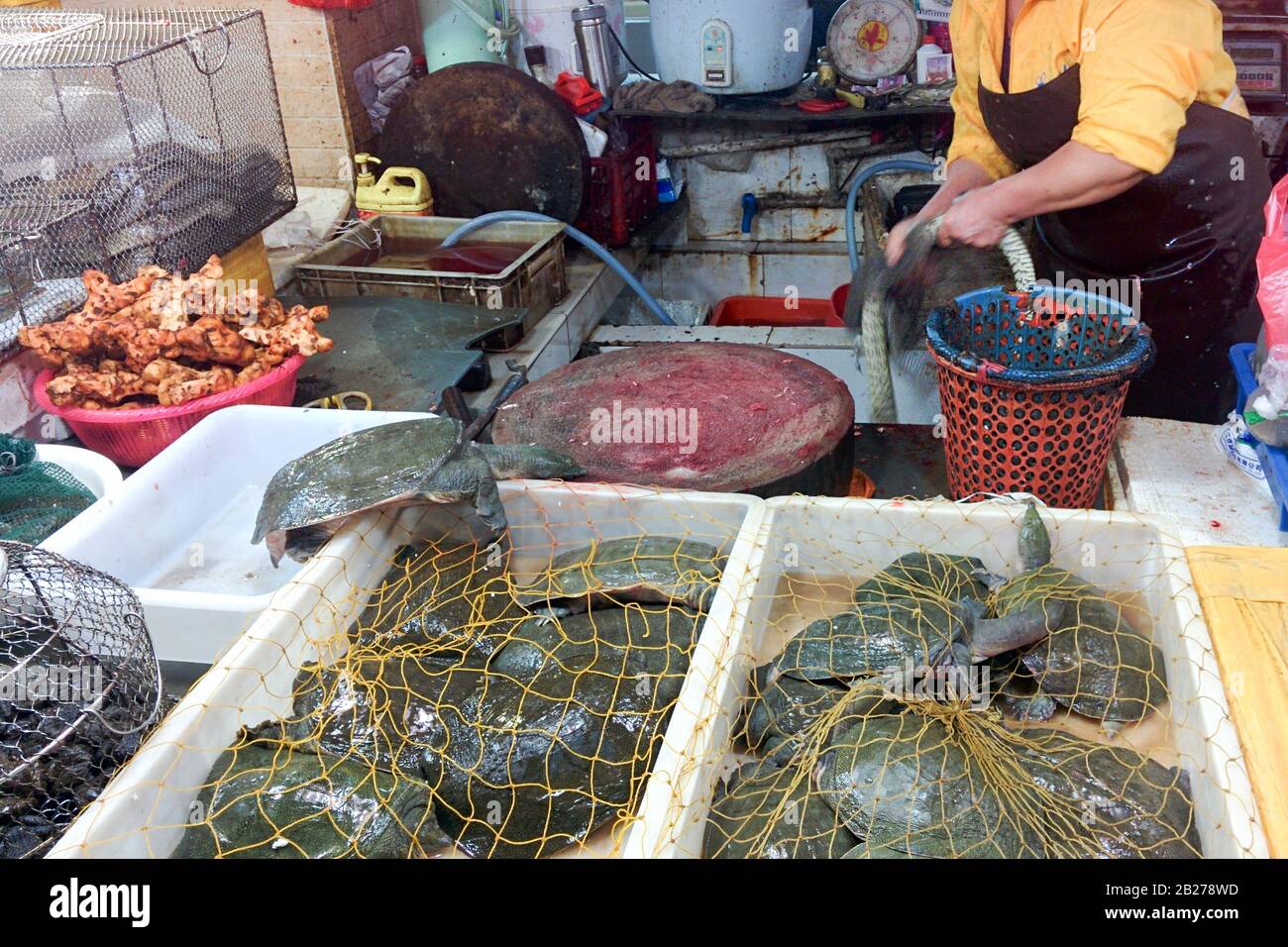 GUANGZHOU, CHINA - CIRCA MARCH 2016: Chinese typical fish and living ...