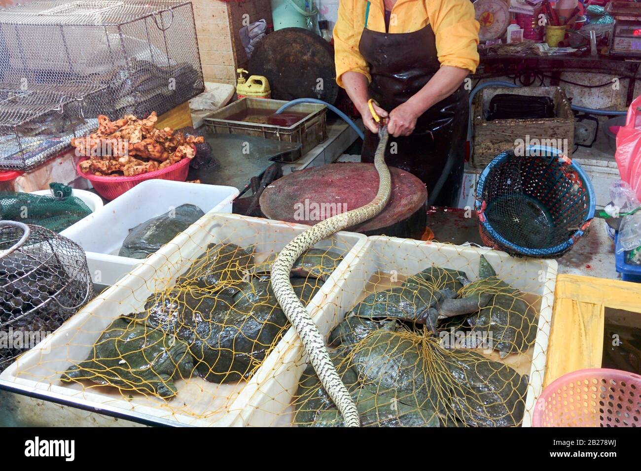 GUANGZHOU, CHINA - CIRCA MARCH 2016: Chinese typical fish and living ...