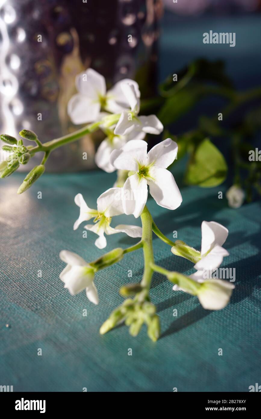 Bouquet of fragrant white stock flowers (matthiola Stock Photo - Alamy