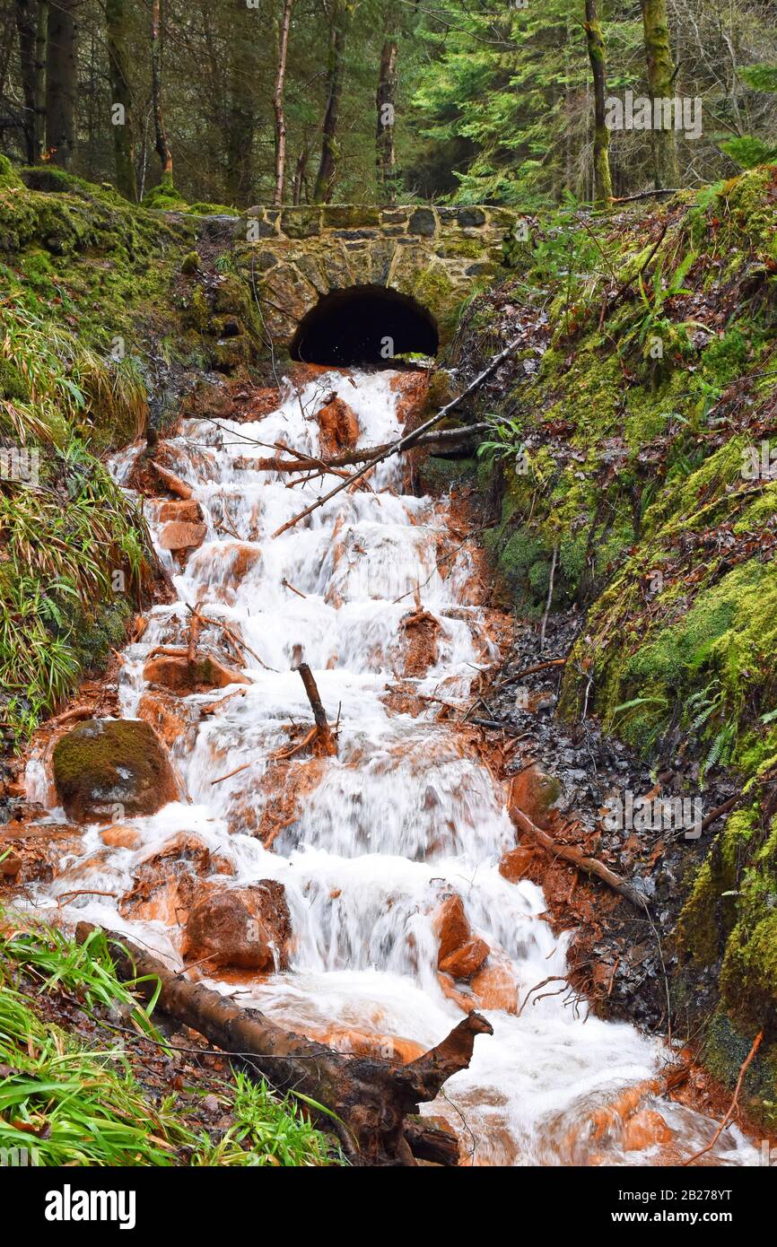Blairadam forest hi-res stock photography and images - Alamy
