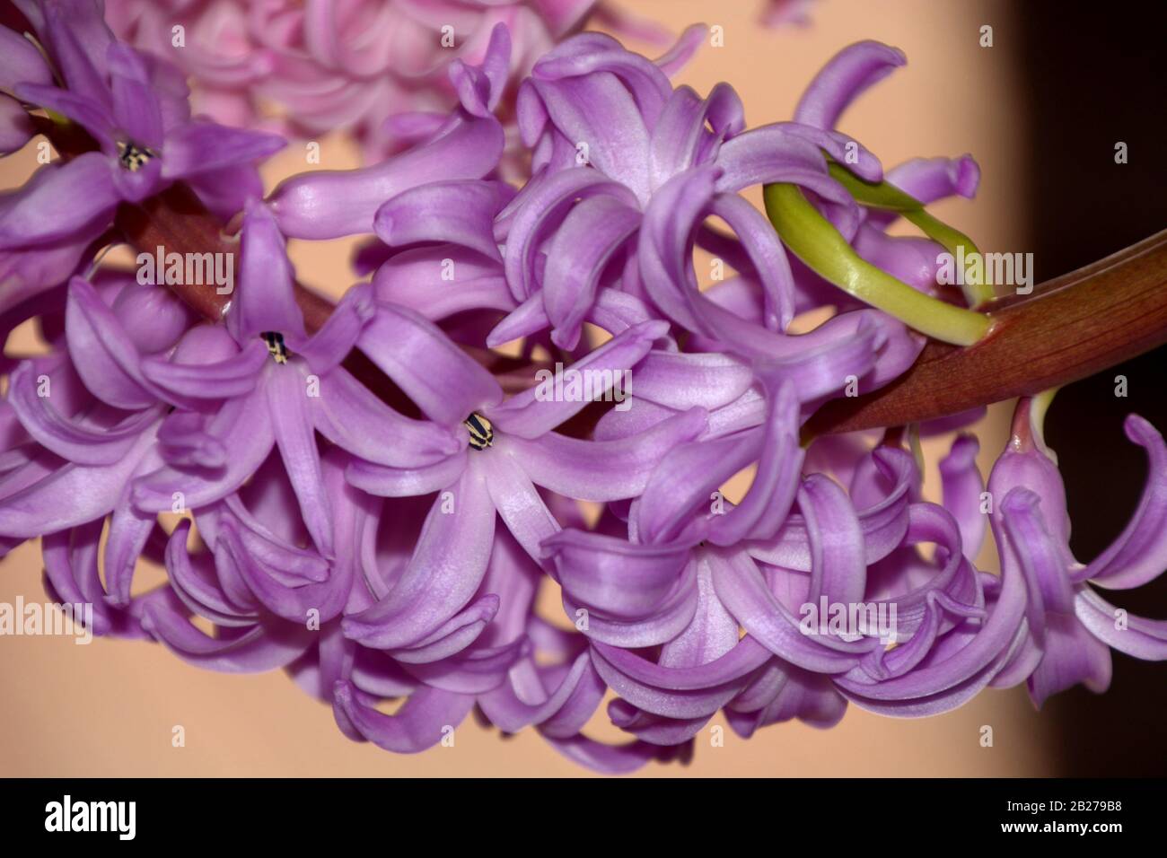 close-up of purple hyacinth flowers as a spring background, hyacinthus ...