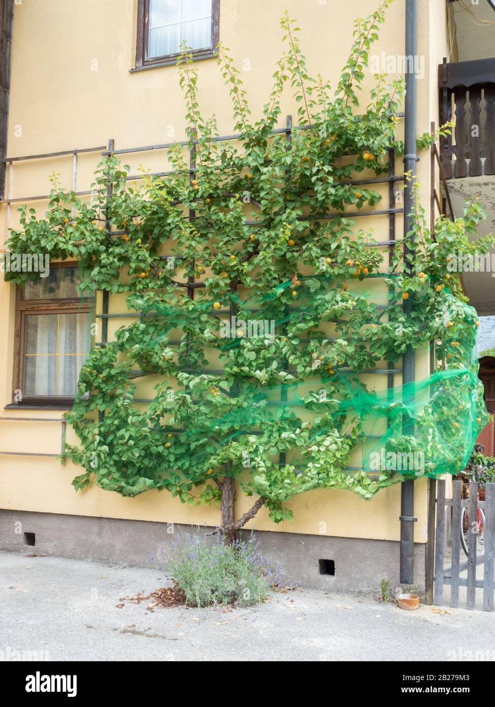 Tree growing on a house facade in Hallstatt, Austria Stock Photo - Alamy