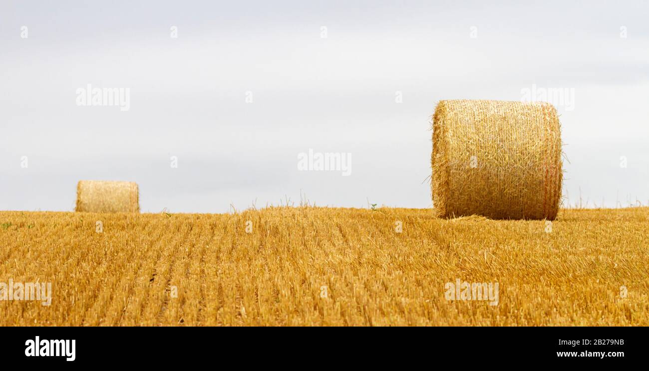 Big round bales of straw in a field after harvest Stock Photo - Alamy