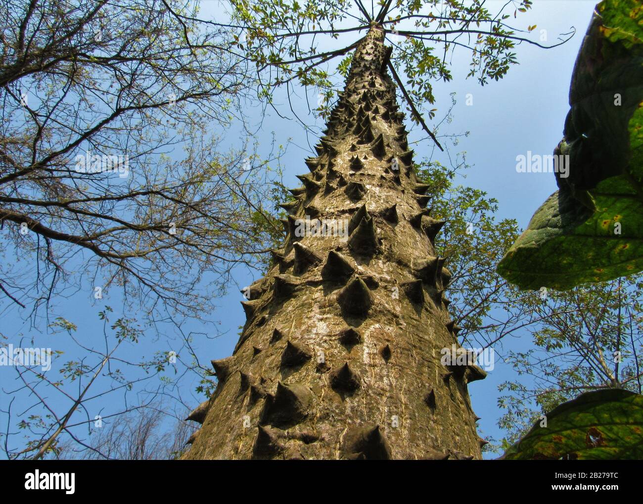 Silk Cotton Semal Tree`s thorny bark or stem ,It is also known as ...