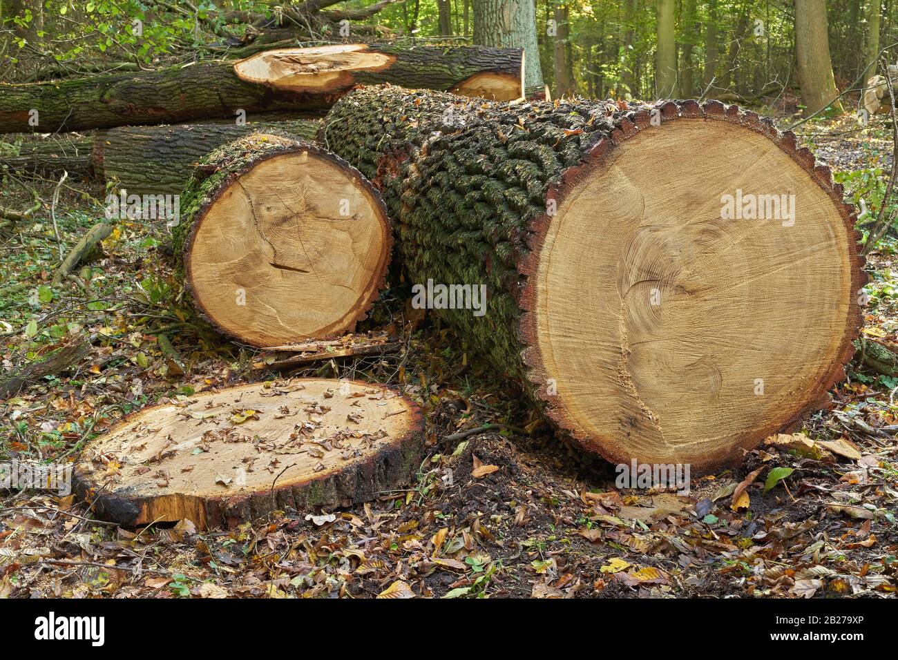 Two large logs hi-res stock photography and images - Alamy