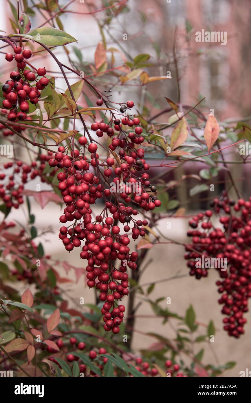 These red berries, know as Winterberry, are vivid red and make ...