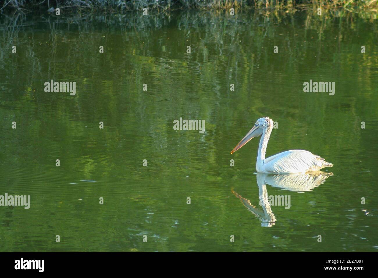 A Pelican swimming in the water of the lake of Lalbagh Botanical Garden ...