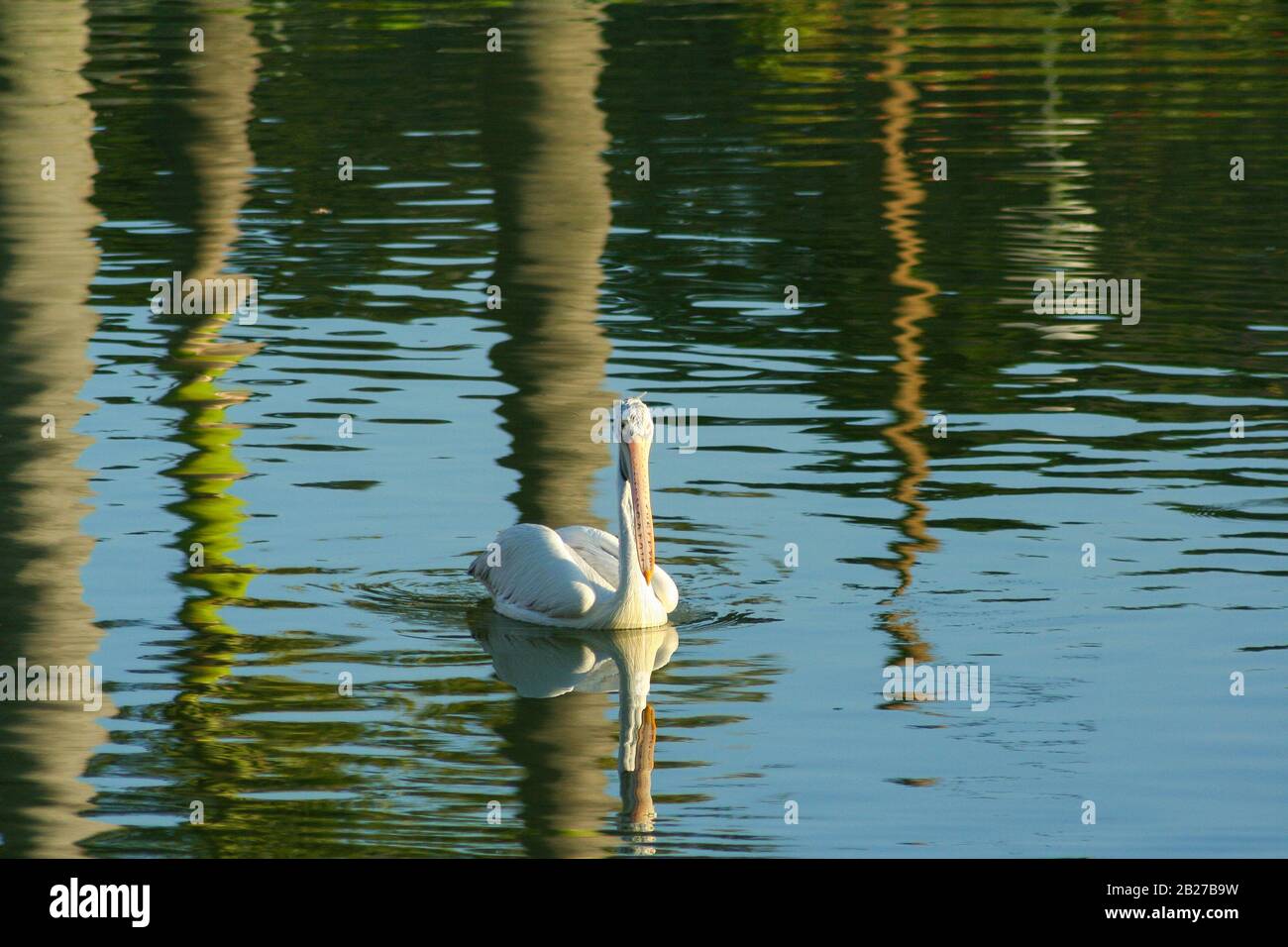 A Pelican swimming in the water of the lake of Lalbagh Botanical Garden ...