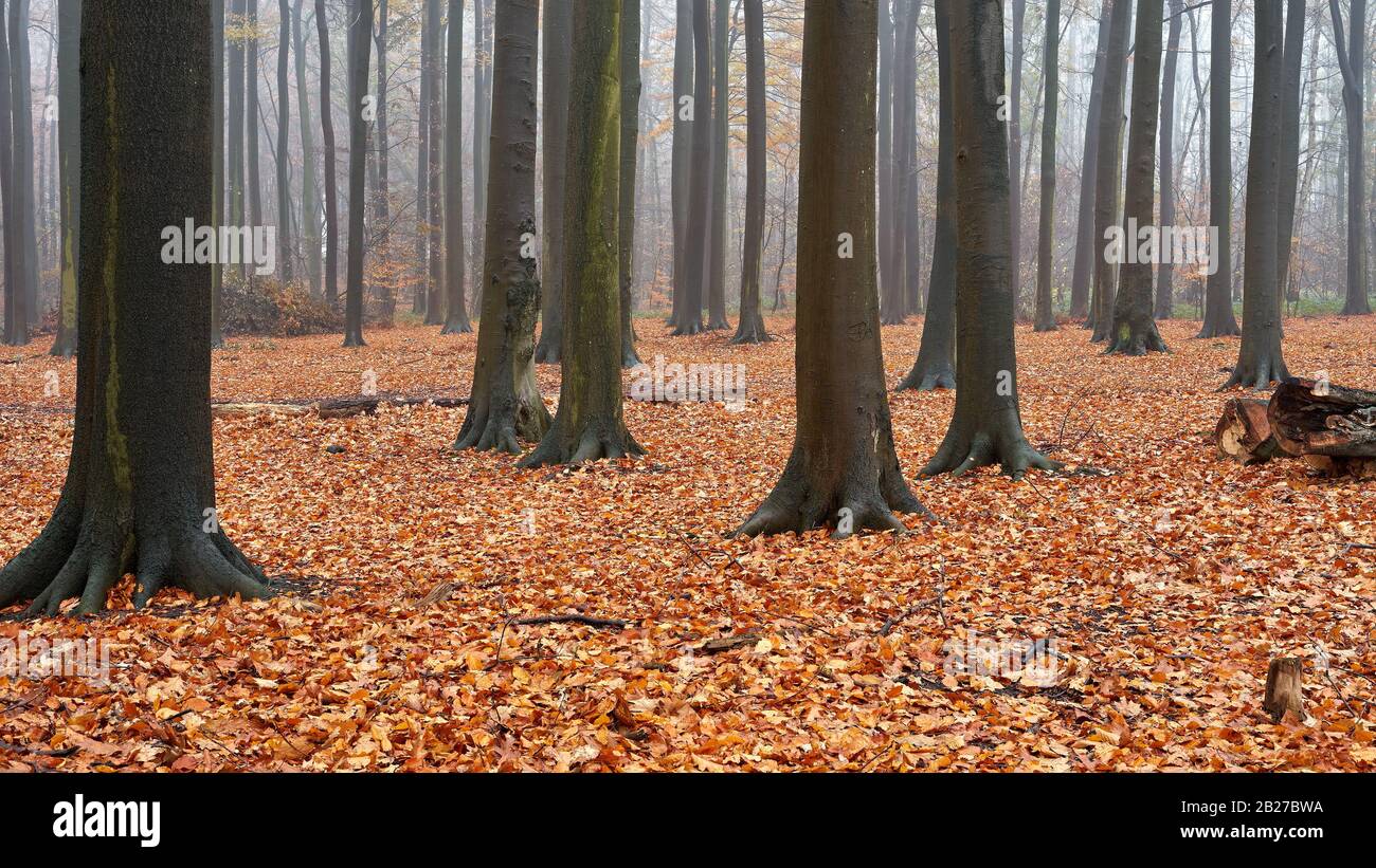 Beech trees in autumn, forest floor covered with lush foliage Stock ...