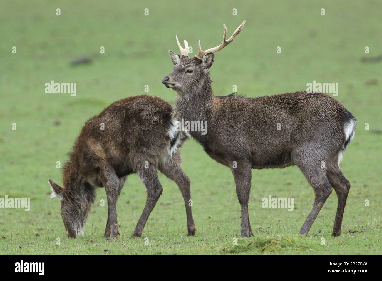 Stag and fawn hi-res stock photography and images - Alamy