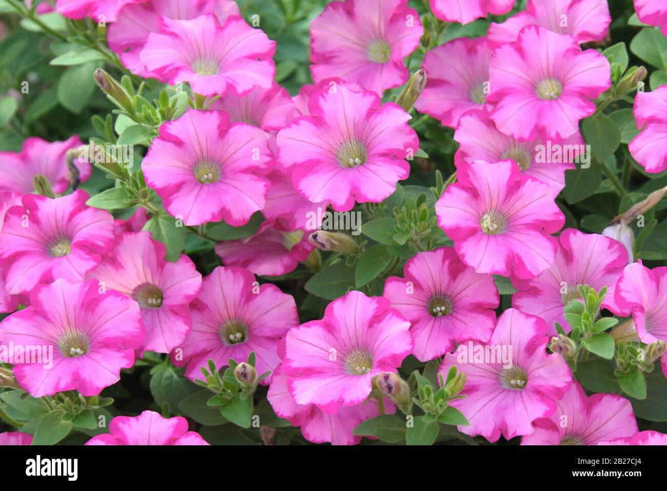 Raspberry blast petunia hi-res stock photography and images - Alamy