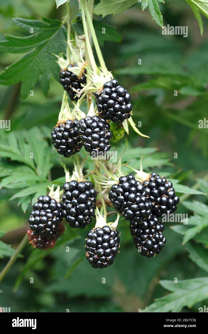 Stachellose Brombeere (Rubus fruticosus 'Thornless Evergreen' Stock ...