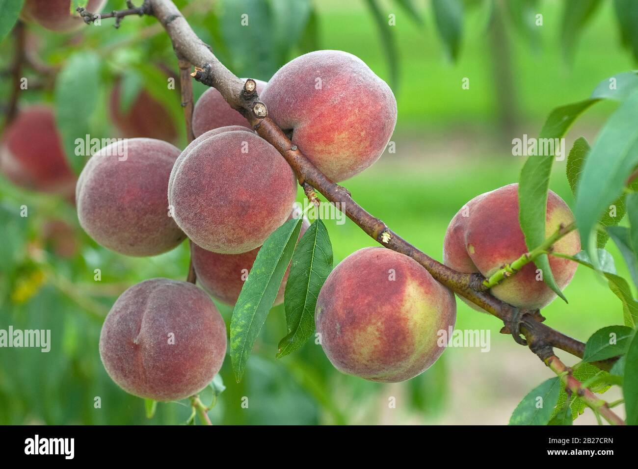 Prunus persica proskauer hi-res stock photography and images - Alamy