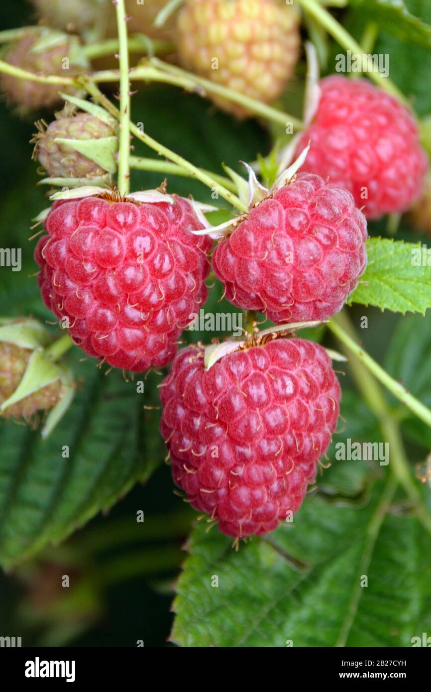 Rubus idaeus sugana twotimer hi-res stock photography and images - Alamy