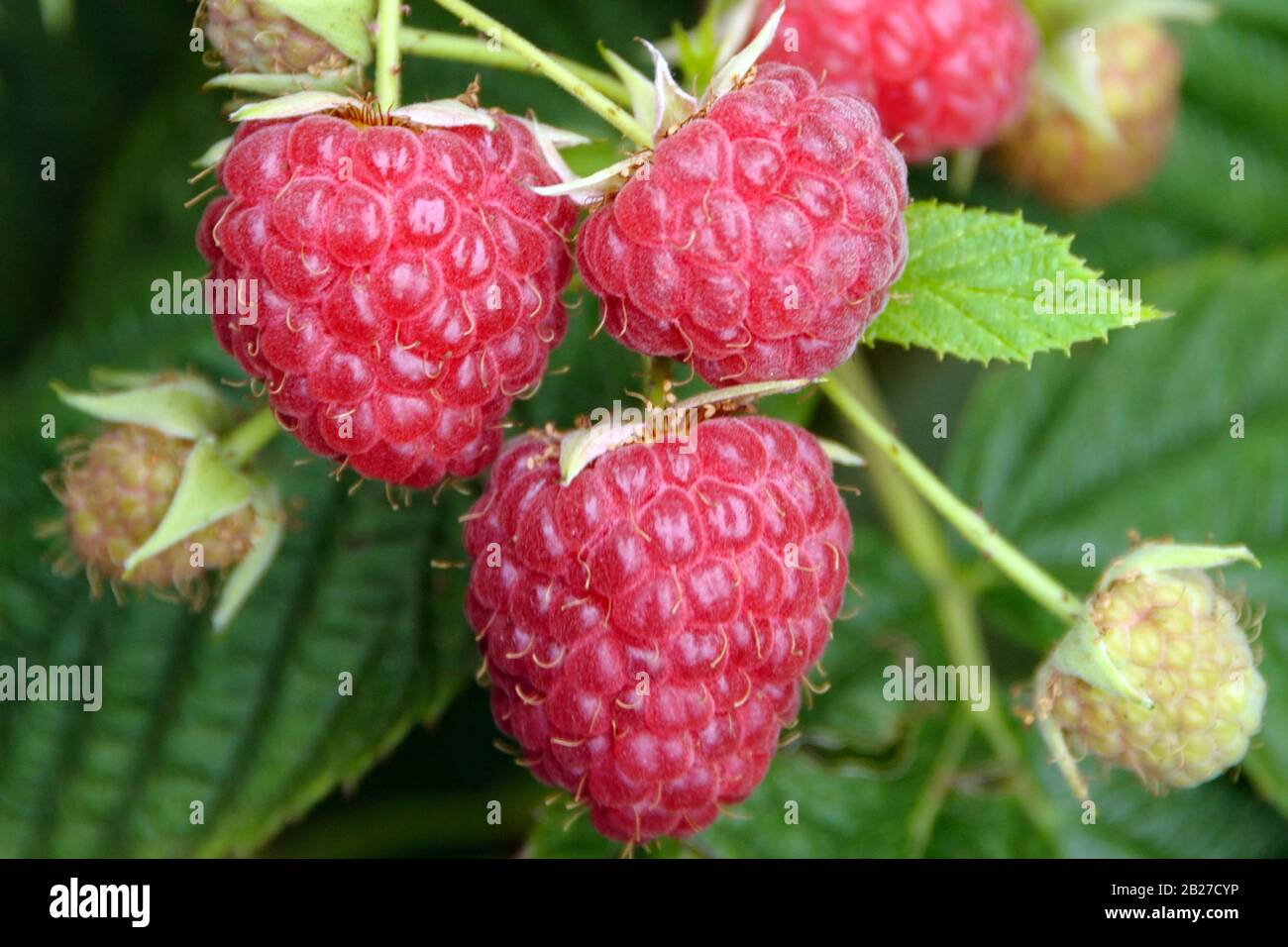 Rubus idaeus sugana twotimer hi-res stock photography and images - Alamy