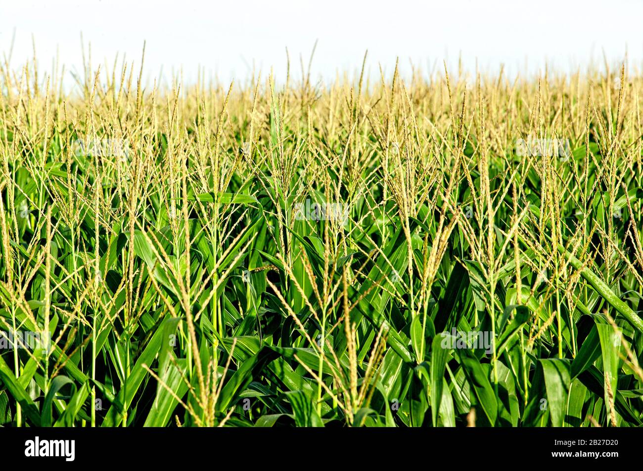 Corn maturity hi-res stock photography and images - Alamy